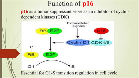 The P16 Gene Pptx