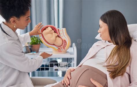 Pregnant Woman And Doctor Explanation With Fetus In Clinic For Medical