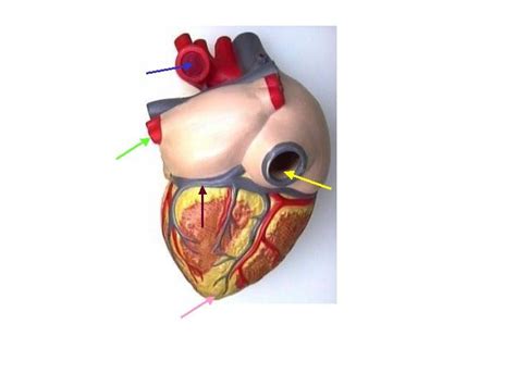 Lab Exam Review 1 Heart Diagram 1 Diagram Quizlet