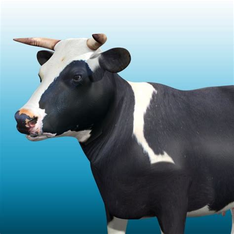 cow low poly rig 3d model in cow 3dexport
