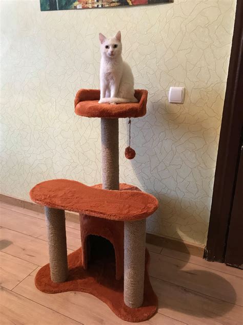 ლამაზი ფისოები ლამაზ სახლს კატის სახლი Cat House