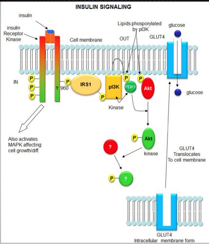 cell signalling flashcards quizlet