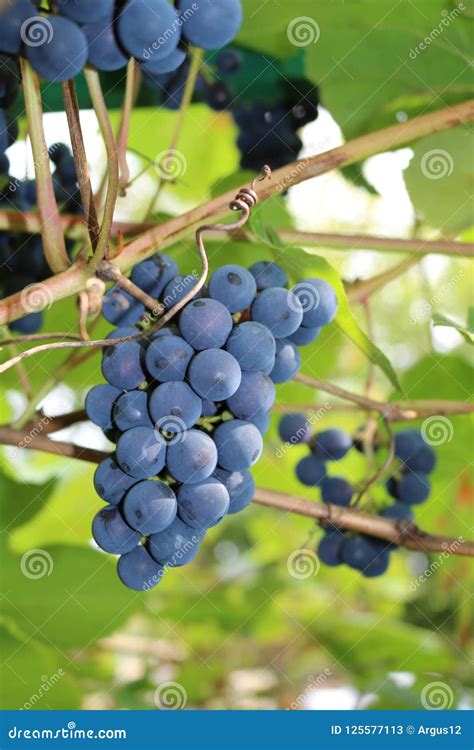 Isabella is an American Grape Variety Stock Image - Image of foxy ...