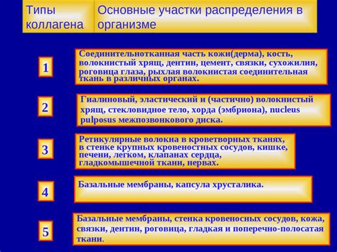 Соединительные ткани презентация онлайн