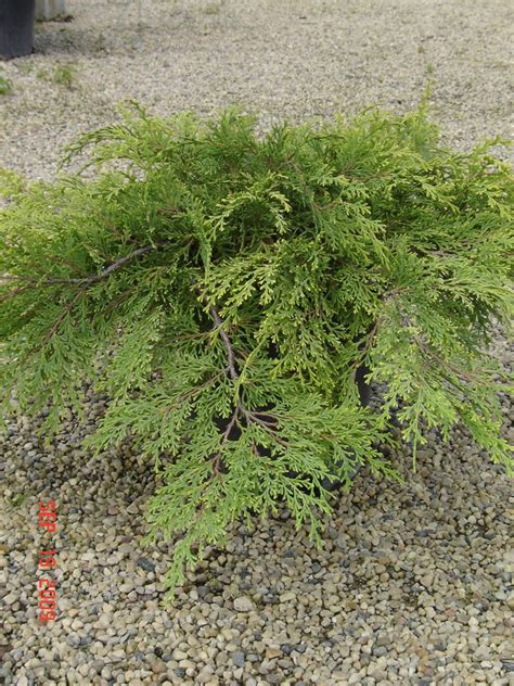 Russian Cypress Heritage Hill Nursery Inc