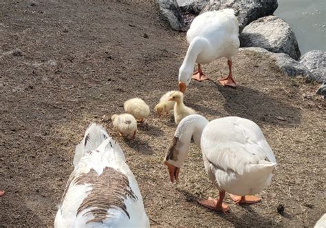 Kaist 총장급 대우 ‘거위 실종 사건 누가 이런 짓을” 학교 발칵