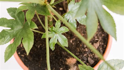 How To Look After Fatsia Japonica Indoors Japanese Aralias How To