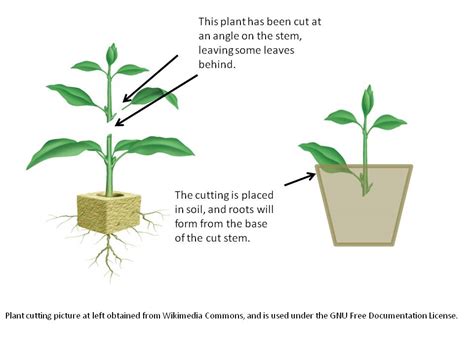Cuttings The Biosphere Experiment