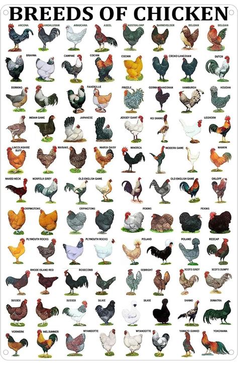Pin by Mihály Tankovits on Táblázatok Chicken breeds Raising farm