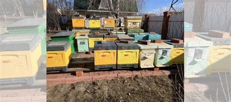 Продажа пчелосемей купить в Тюмени | Животные и зоотовары | Авито