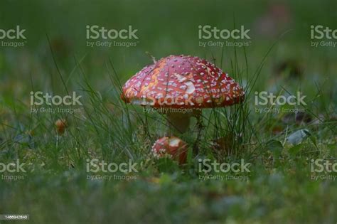풀에서 자라는 아름다운 파리 Agaric 곰팡이의 근접 촬영 0명에 대한 스톡 사진 및 기타 이미지 0명 가을 건조한