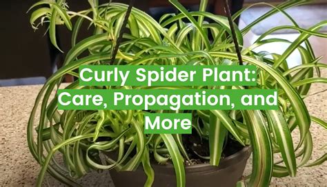 Curly Spider Plant Care Propagation And More Flowersprofy