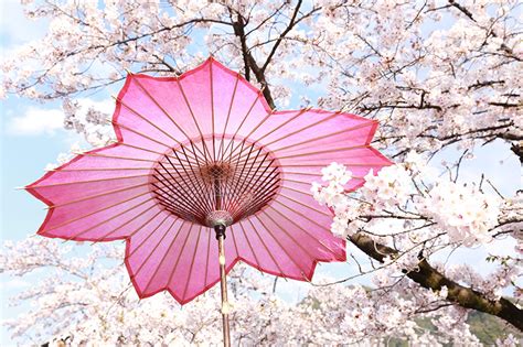 展示会における桜の日傘の販売について Kasabiyori