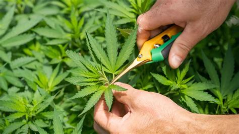 Jute Vs Hemp Which Natural Fiber Is Right For You