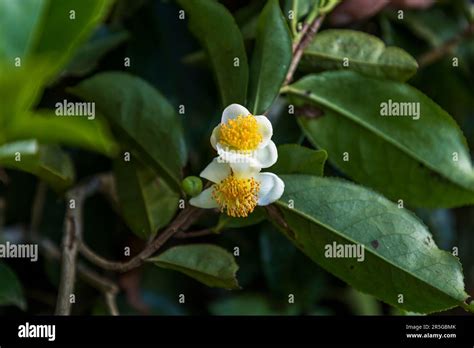 Tea Blossoms On A Tea Bush Satemwa Estate Thyolo Satemwa Tea And