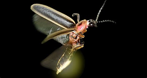 Firefly