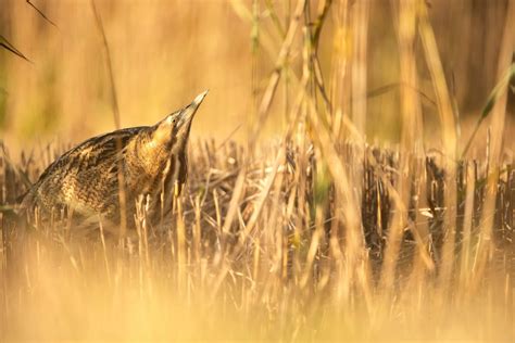 Bitterns Are Booming Back Up North
