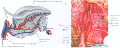Хирургическая стоматологическая анатомия языка
