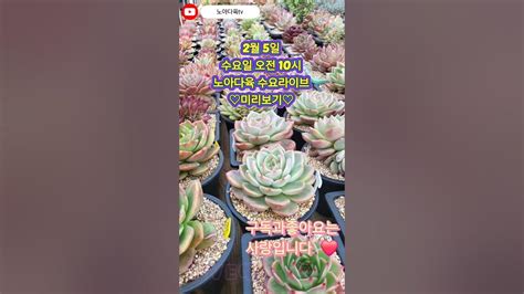 내일 만나요우리💕 노아다육😃 라이브방송 노아다육 노아 다육 다육이 선인장 창다육 화분채 중고분 코노피튬 리톱스 창금 금다육판매 에오니옴