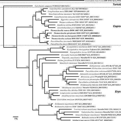 Pdf Reclassification Of Clostridium Cocleatum Clostridium Ramosum