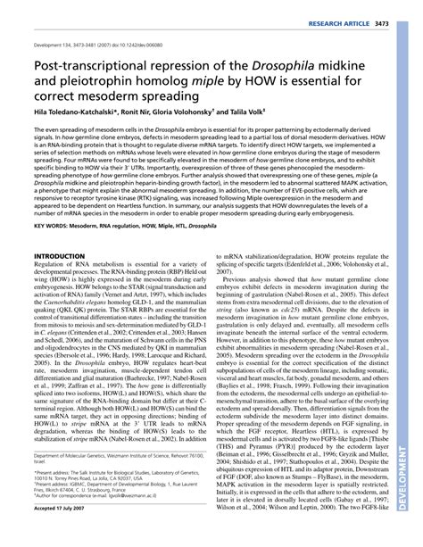 Pdf Post Transcriptional Repression Of The Drosophila Midkine And