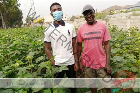 Practical Guide How To Grow Okra From Seed To Harvest
