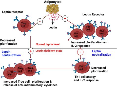 Divergence Of Cell Mediated Immunity Jir