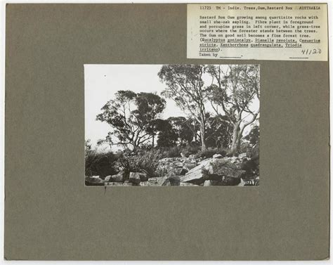 Tree Identification Eucalyptus National Forest Service Photograph Nara And Dvids Public