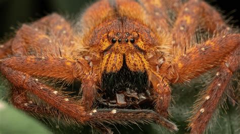 Is The Clockspider Real The Huntsman Spider Legend 1 Facts