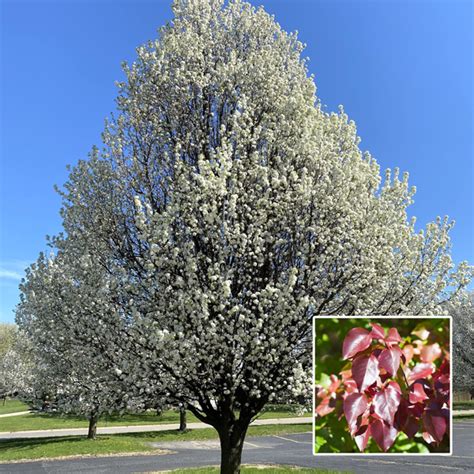 Types Of Decorative Pear Trees At Patricia Madden Blog
