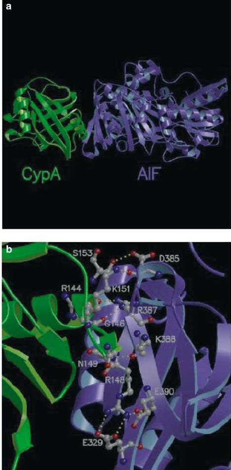 Molecular Model Of The Aif Cypa Interaction A Global View Of The