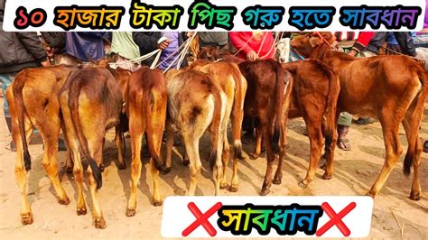 ২৫০১২৫ দেশি বকনা বাছুরের দাম দর জানুন নতুন হাট জয়পুরহাট থেকে