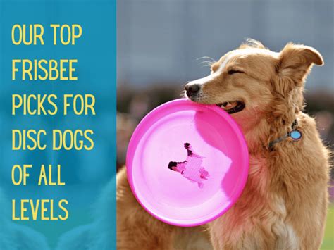 How To Train A Dog To Catch A Frisbee Fun 7 Step Guide