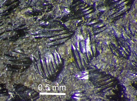 Actinopterygians Landscapes Of Orkney