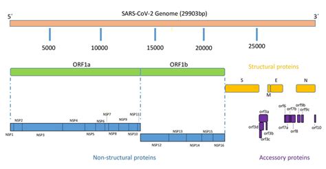 There Is Life Beyond The Coronavirus Spike Protein By Agustín Muñoz
