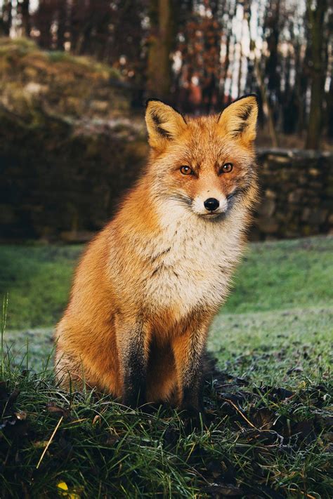 100 Cute Fox Wallpapers Wallpapers