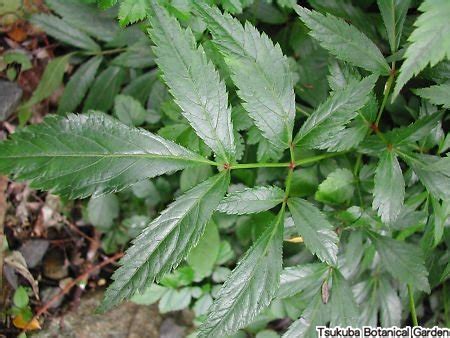 アワモリショウマ おすすめコンテンツ 植物図鑑 筑波実験植物園つくば植物園 Tsukuba Botanical Garden