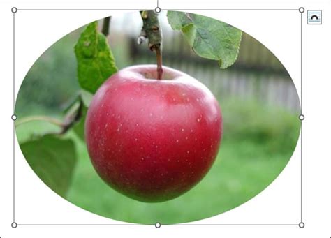 How To Crop Pictures In Microsoft Word
