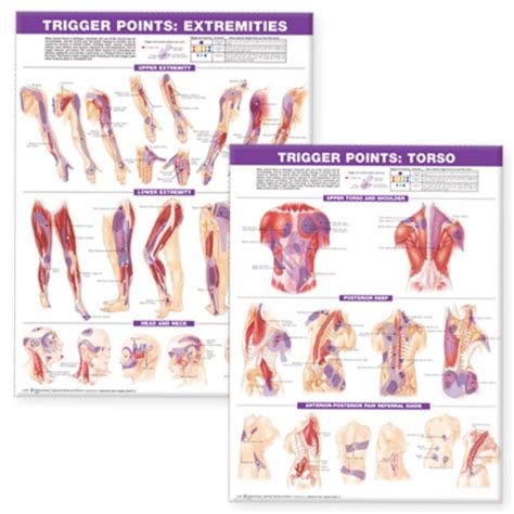 Trigger Point Chart Set Torso And Extremities Medshop Australia