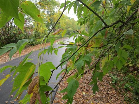 Milwaukee Opens New Arboretum Wpr