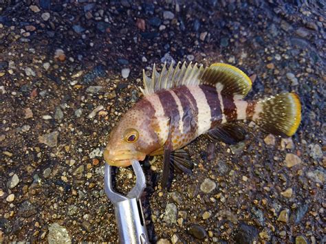 ヤンヤン さんの 2024年12月15日のアオハタの釣り・釣果情報富山県 富山県射水市近辺 アングラーズ 釣果600万件の
