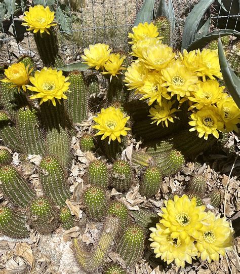 Desert Porn