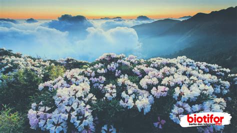 Jenis Bunga Yang Ada Di Gunung Puncak Keindahan