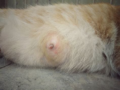 Breast Cancer In Cats Our Vet Discusses Signs Causes And Treatment