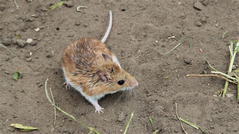 Seeing ‘evolution In Real Time Mice Blend In To Survive Nova Pbs