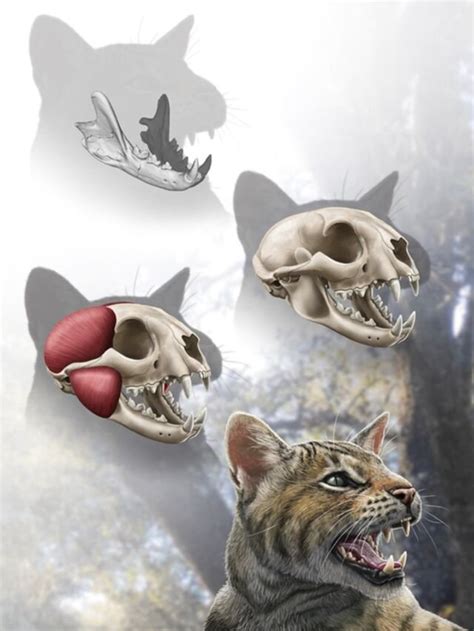 Meet The Ancient Predator New Fossil Reveals Powerful Prehistoric Cat