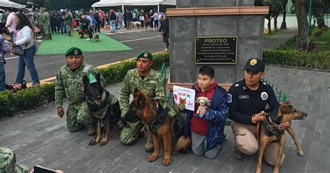 De Frida A Aquiles Los Héroes De Cuatro Patas Que Cautivaron Los