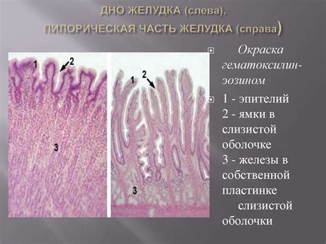 Пищеварительная система средний отдел Online Presentation