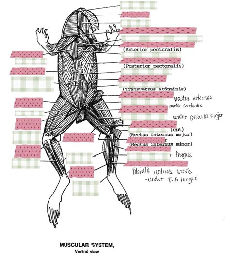 Mascular Dorsal View Diagram Quizlet