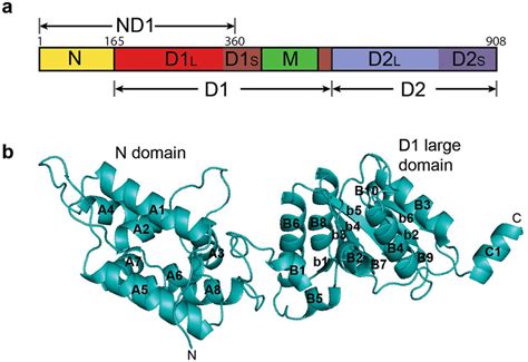 Crystal Structure Of Hsp104 Nd1 A Schematic Diagram Of The Hsp104